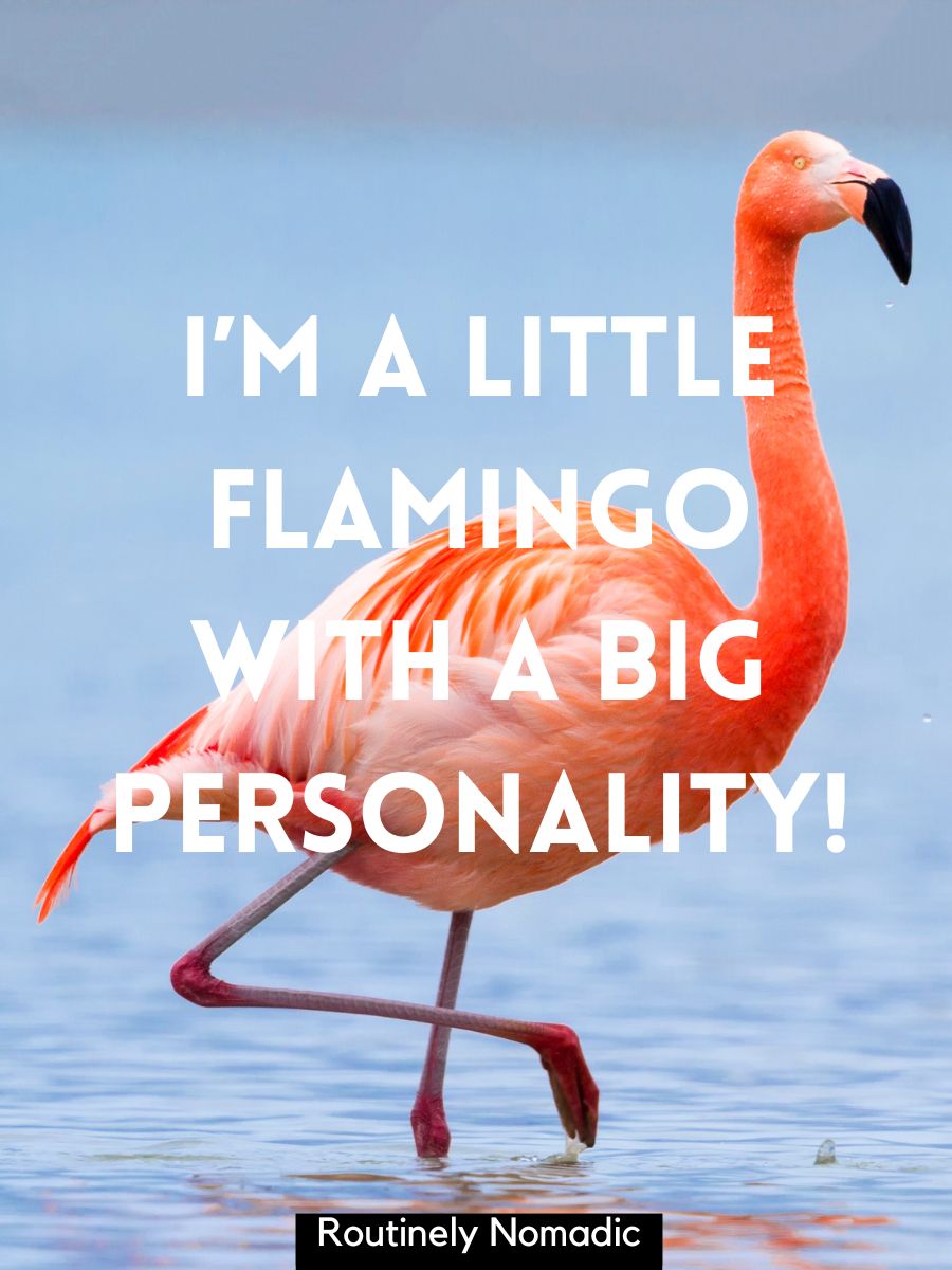 175 Short Flamingo Quotes for that Pink Inspiration Vibe - Routinely Shares