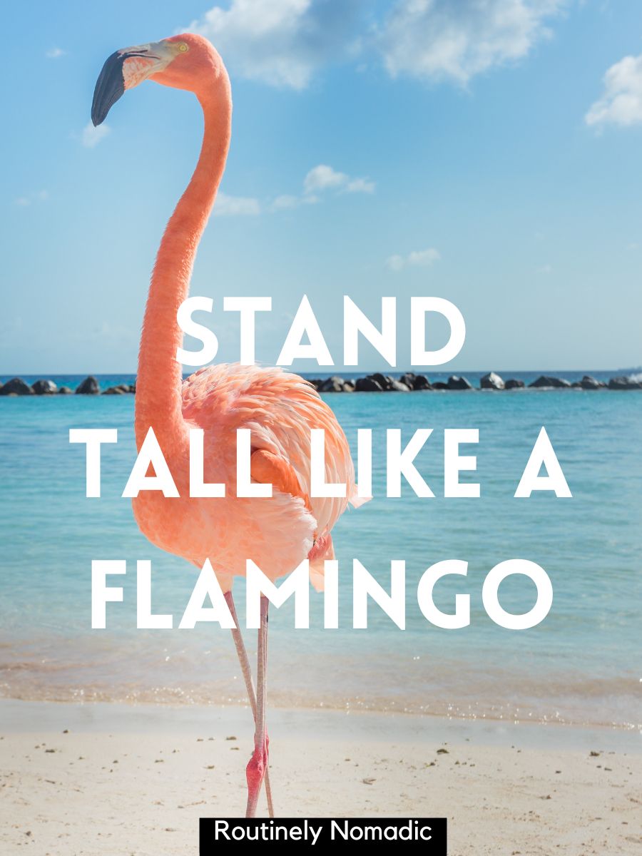 175 Short Flamingo Quotes for that Pink Inspiration Vibe - Routinely Shares