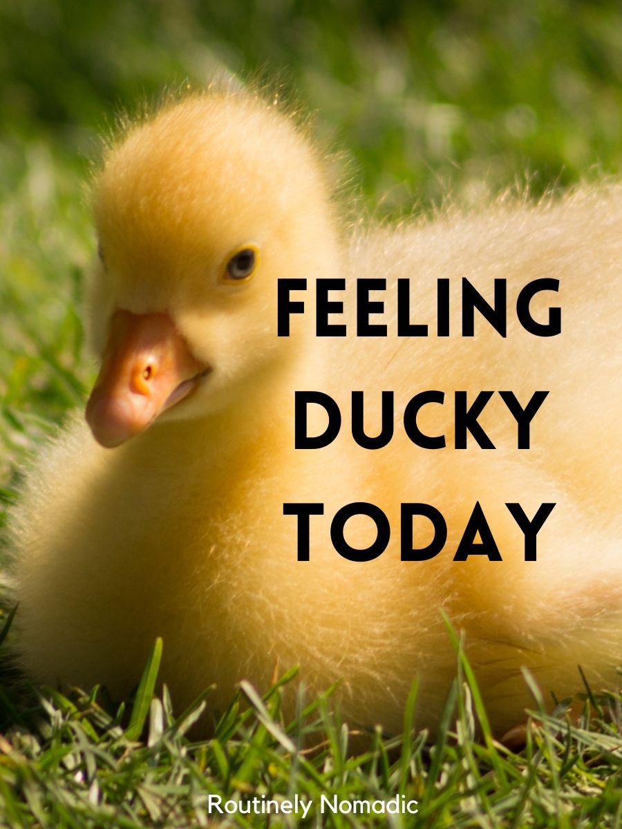 145 Cute and Funny Duck Captions for Instagram - Routinely Shares
