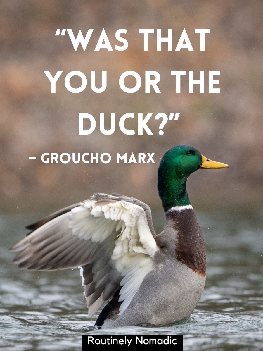 145 Cute and Funny Duck Captions for Instagram - Routinely Shares