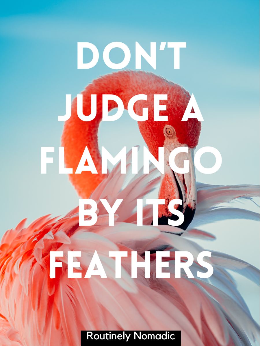 175 Short Flamingo Quotes for that Pink Inspiration Vibe - Routinely Shares