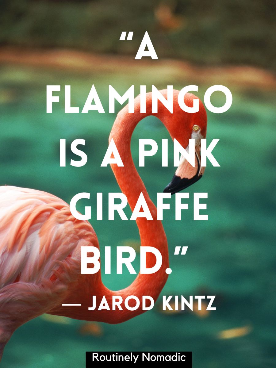 175 Short Flamingo Quotes for that Pink Inspiration Vibe - Routinely Shares