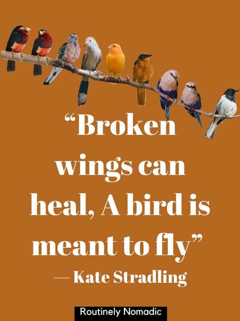 150 Best Bird Captions for that Flying Free Aesthetic - Routinely Shares