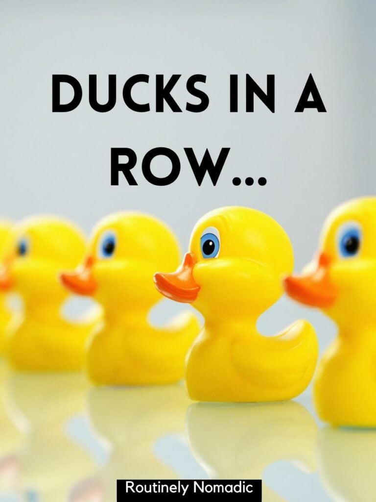 145 Cute and Funny Duck Captions for Instagram - Routinely Shares