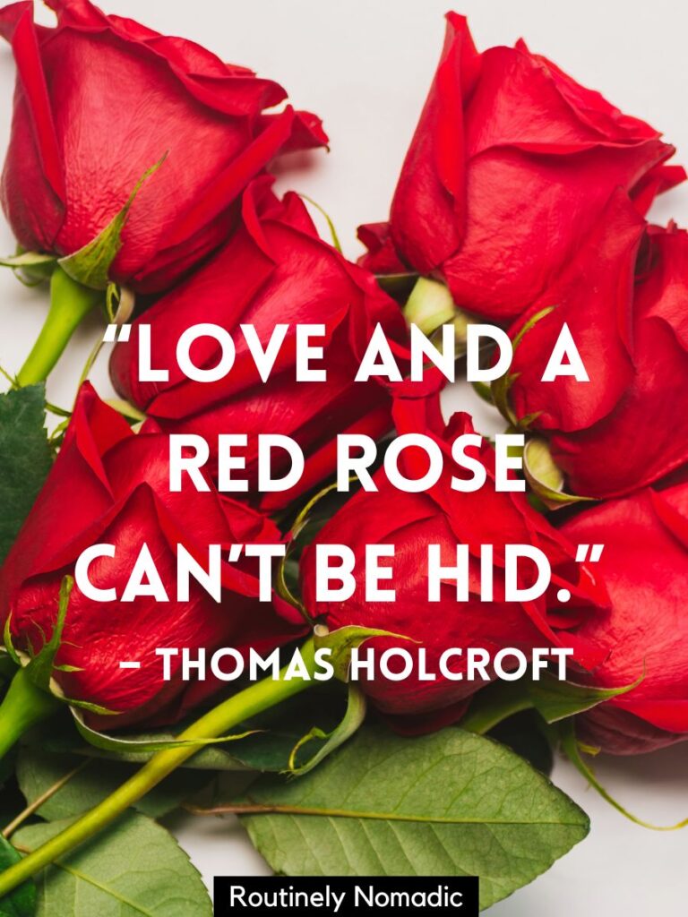 100 Red Rose Captions for Instagram for that Gorgeous Blooms Aesthetic ...