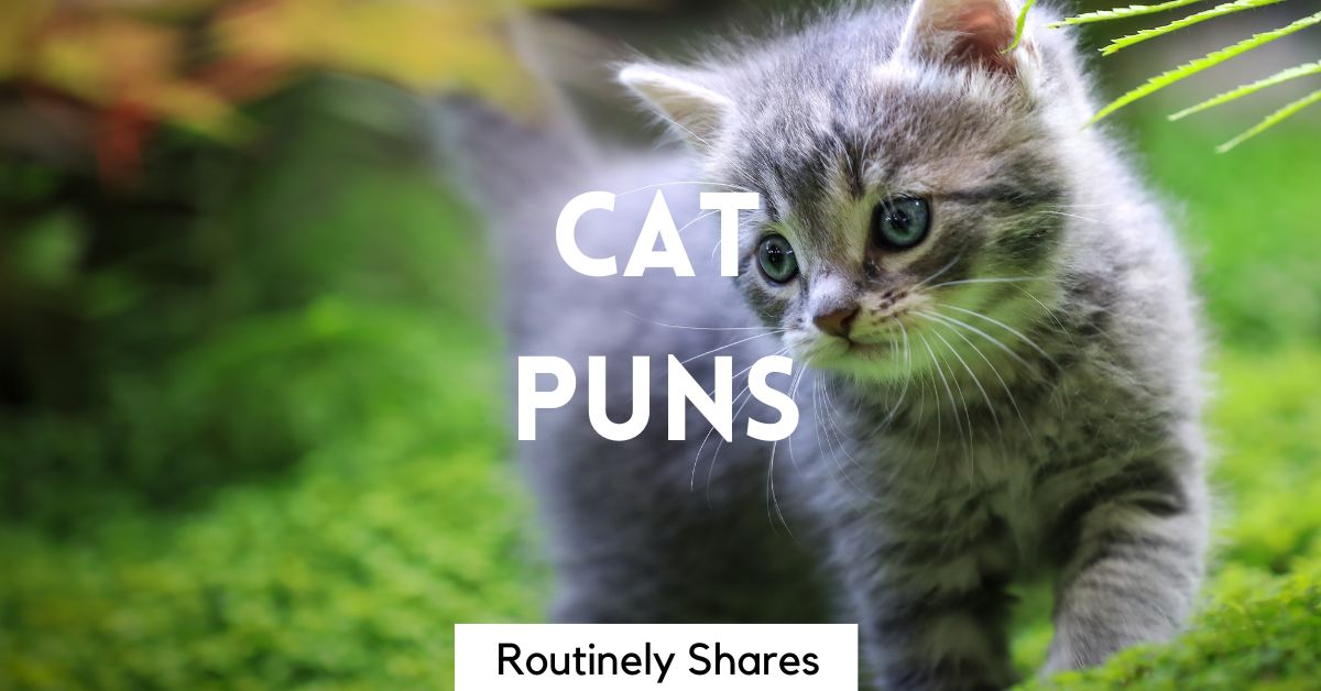 100 Purrfect Funny Cat Puns - Routinely Shares