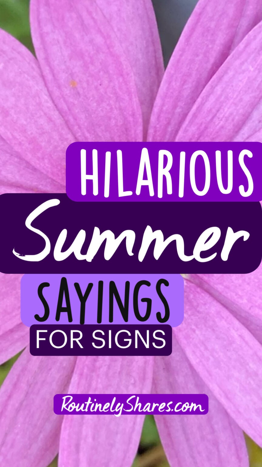 Add Humor to the Season with Funny Summer Sayings to Make Them Laugh ...